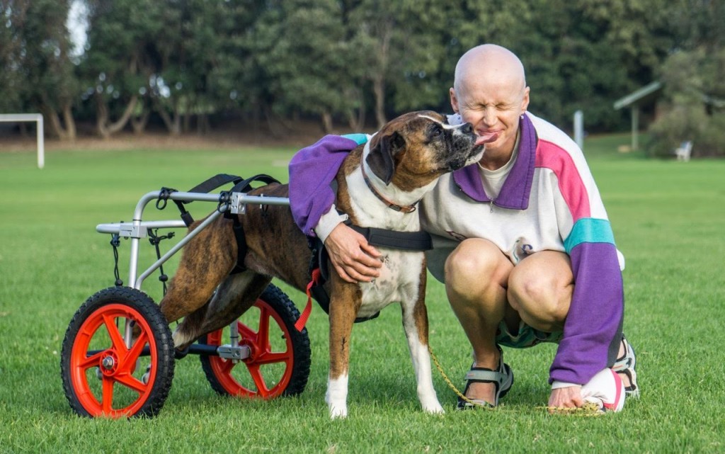 Creating a Normal Environment for Your Disabled Pet | Dog Wheelchairs
